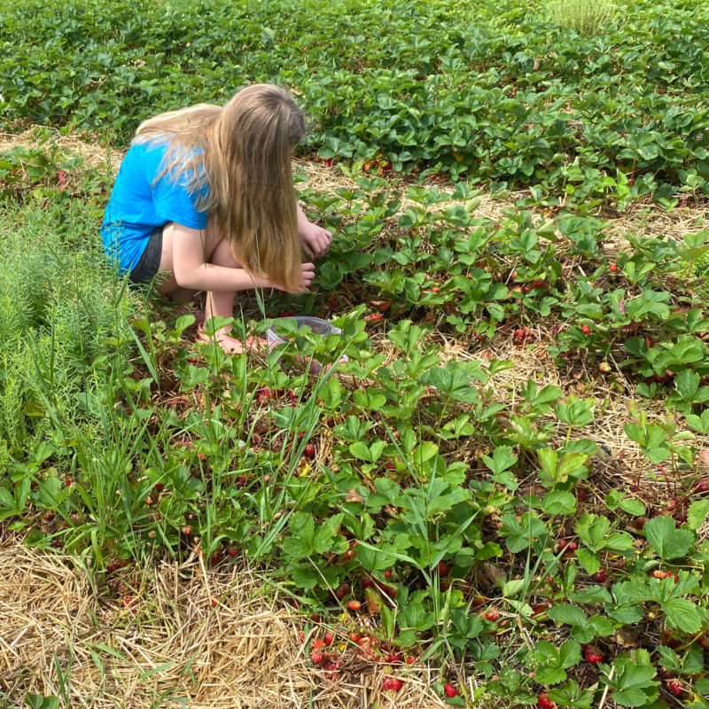 Tips for Berry Picking - A Nation of Moms