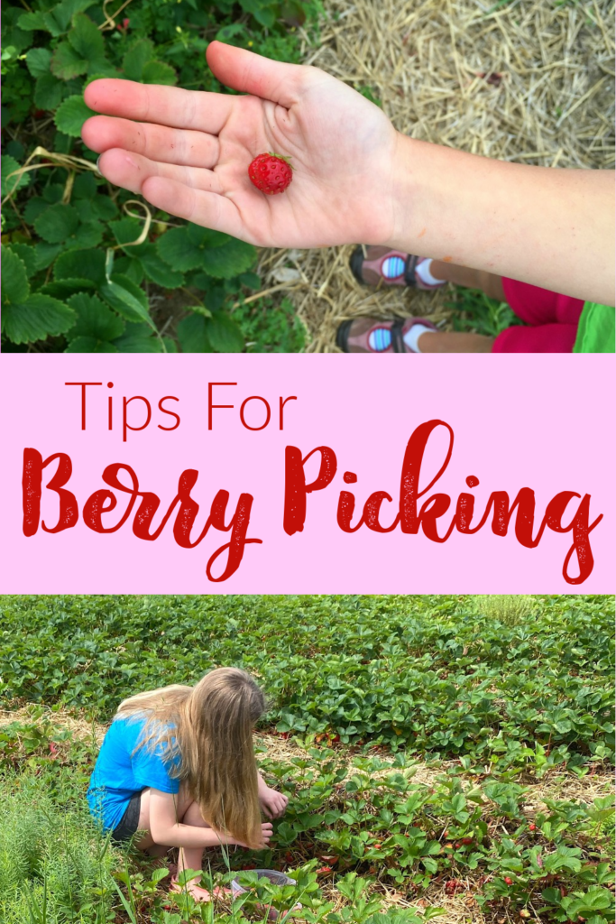 Tips for Berry Picking - A Nation of Moms