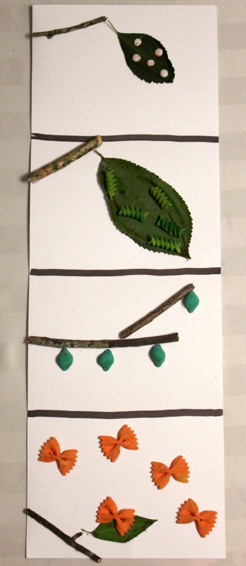 Butterfly Life Cycle Craft - A Nation of Moms