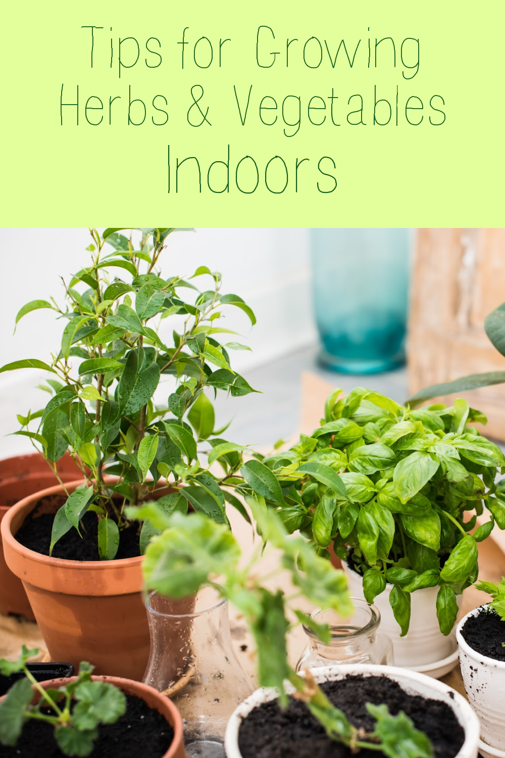 Tips for Growing Herbs & Vegetables Indoors - A Nation of Moms