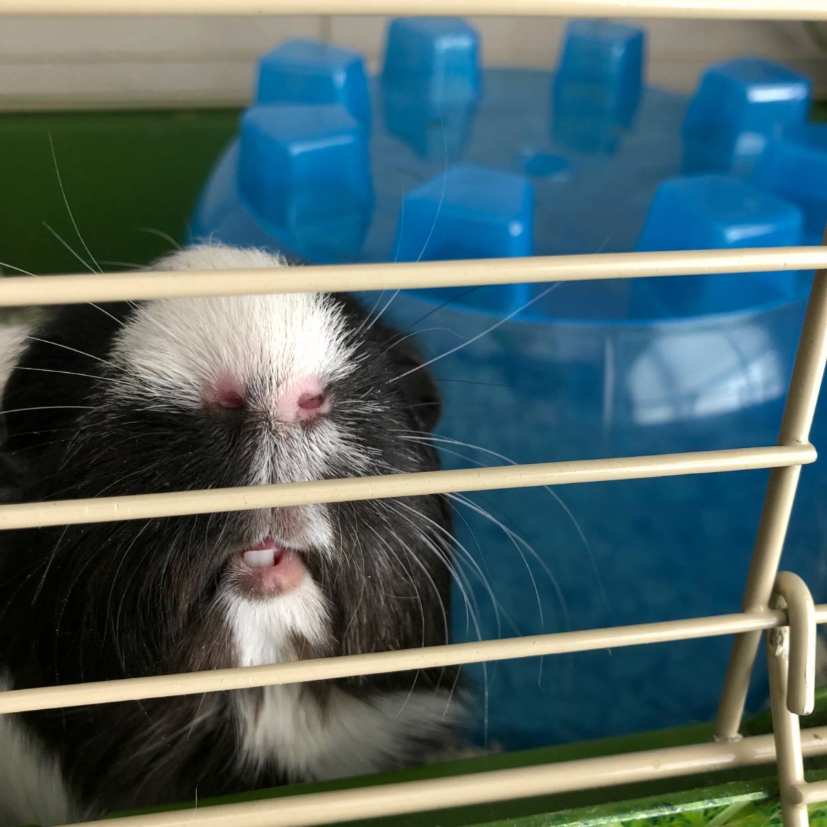 Kaytee Small Animal Igloo Hideout from Chewy.com - A Nation of Moms