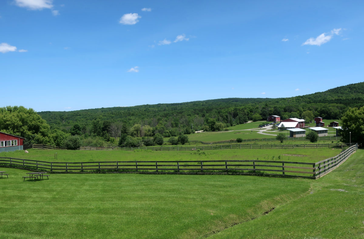 Farm Sanctuary, Watkins Glen, NY – A Nation of Moms