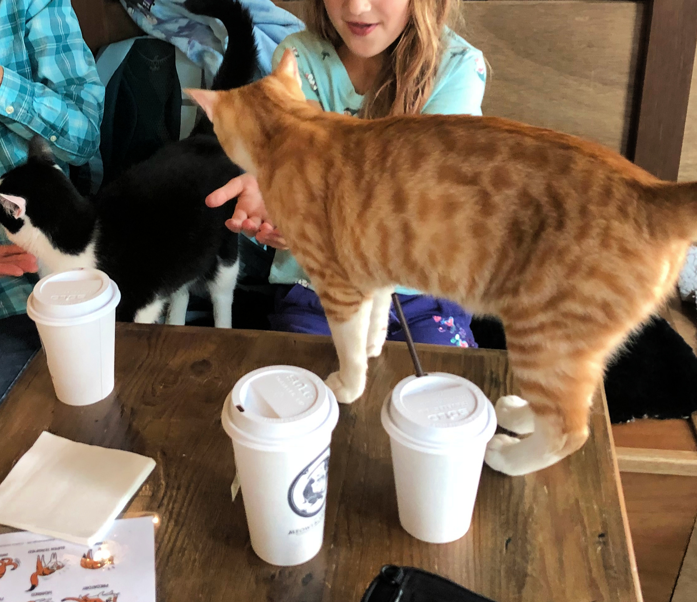 Seattle Meowtropolitan Cat Cafe - A Nation of Moms