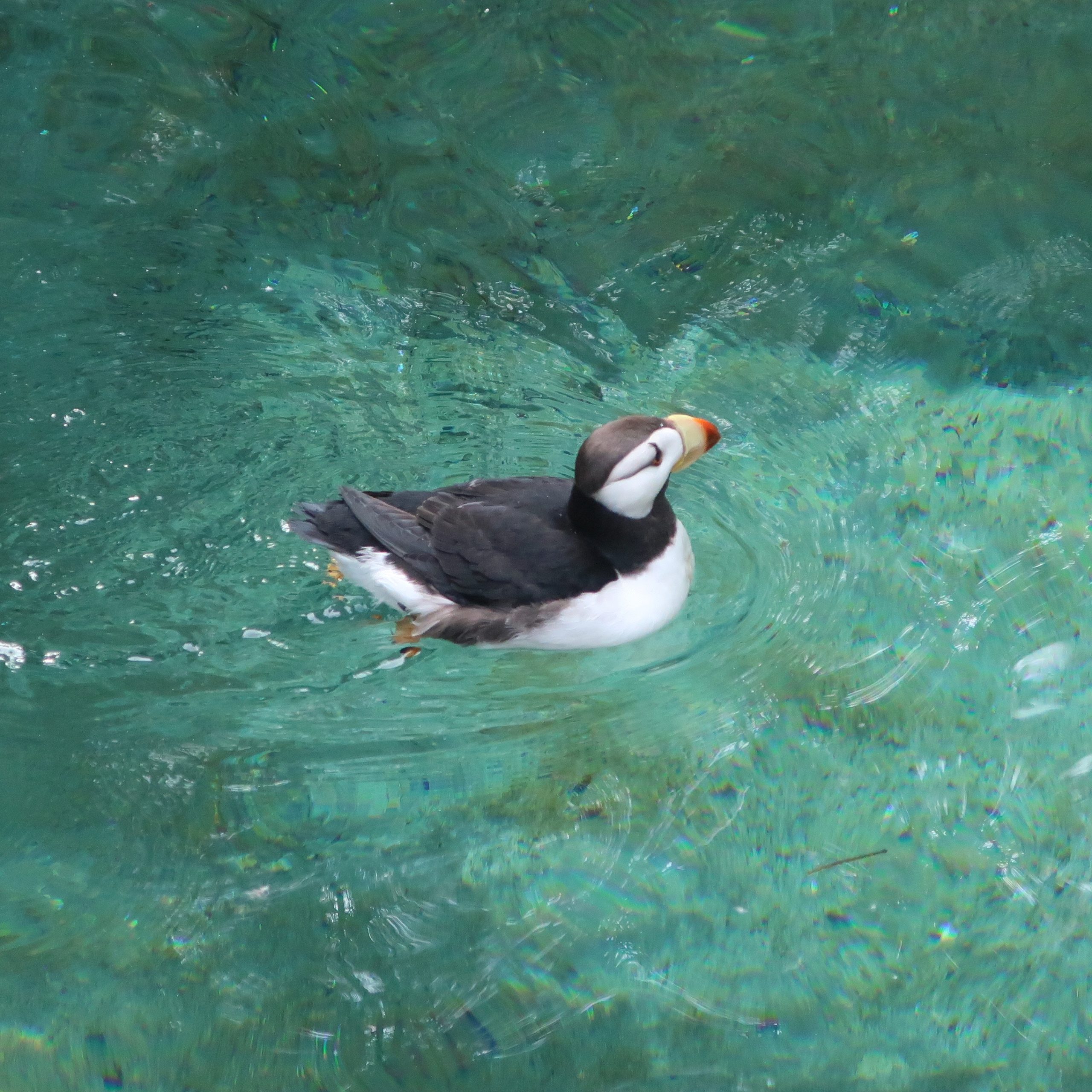 Point Defiance Zoo & Aquarium, Tacoma, Washington - A Nation of Moms