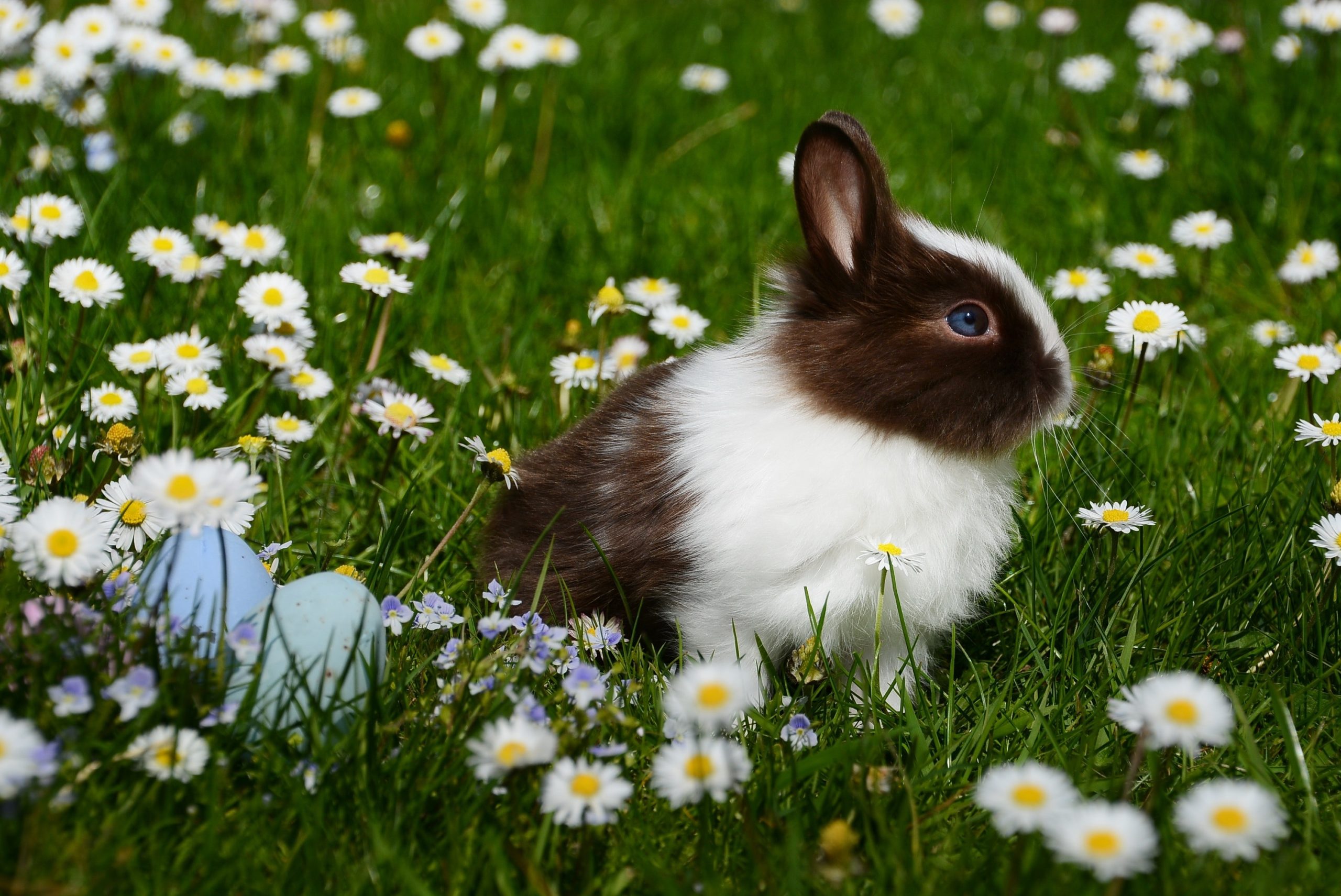 Best Bunnies for Pets: Tips for Choosing Which Breed of Rabbit to Own ...