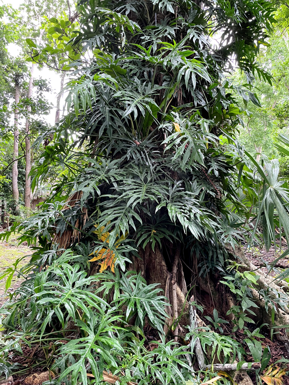 Árbol Milenario, Solferino, Mexico - A Nation of Moms