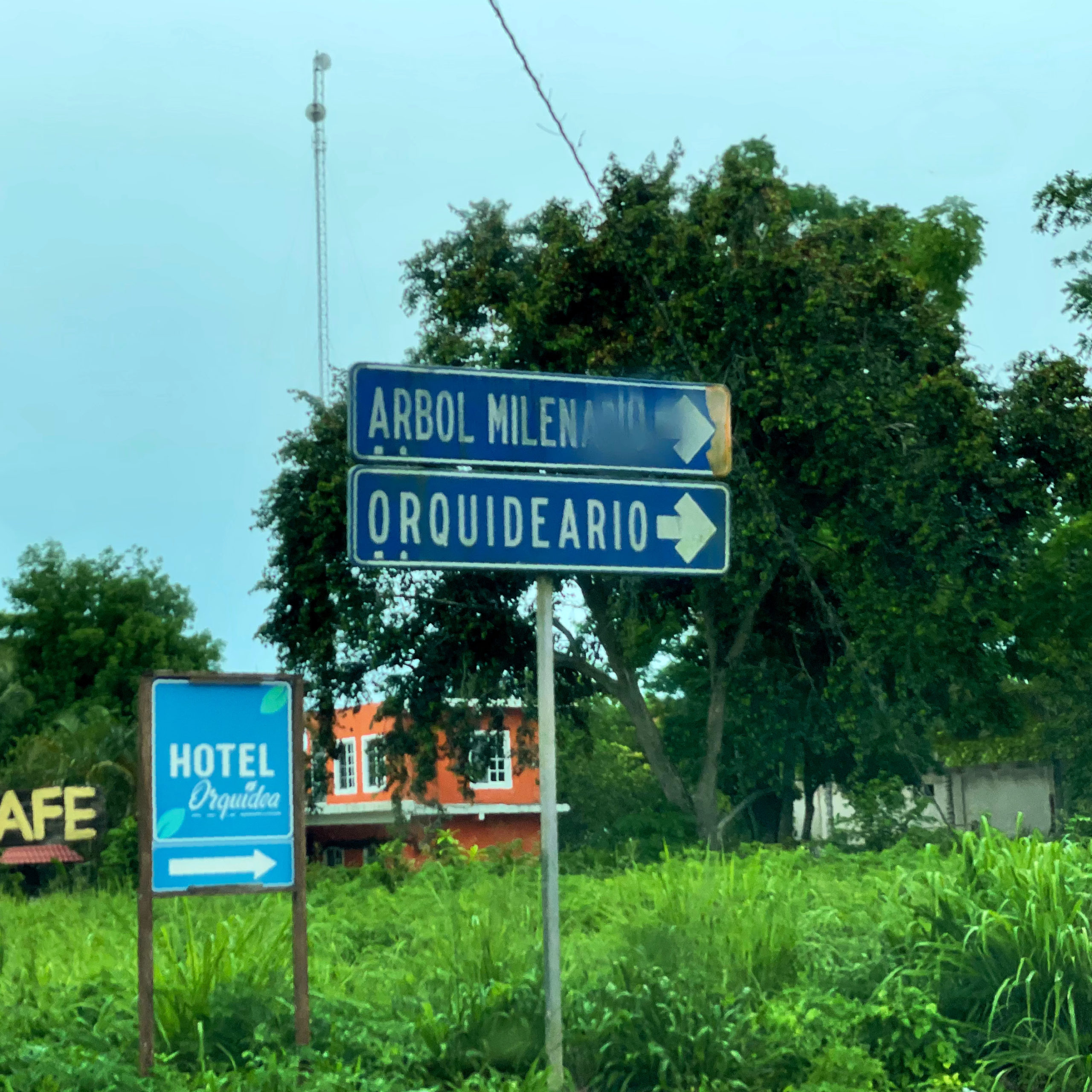 Árbol Milenario, Solferino, Mexico - A Nation of Moms