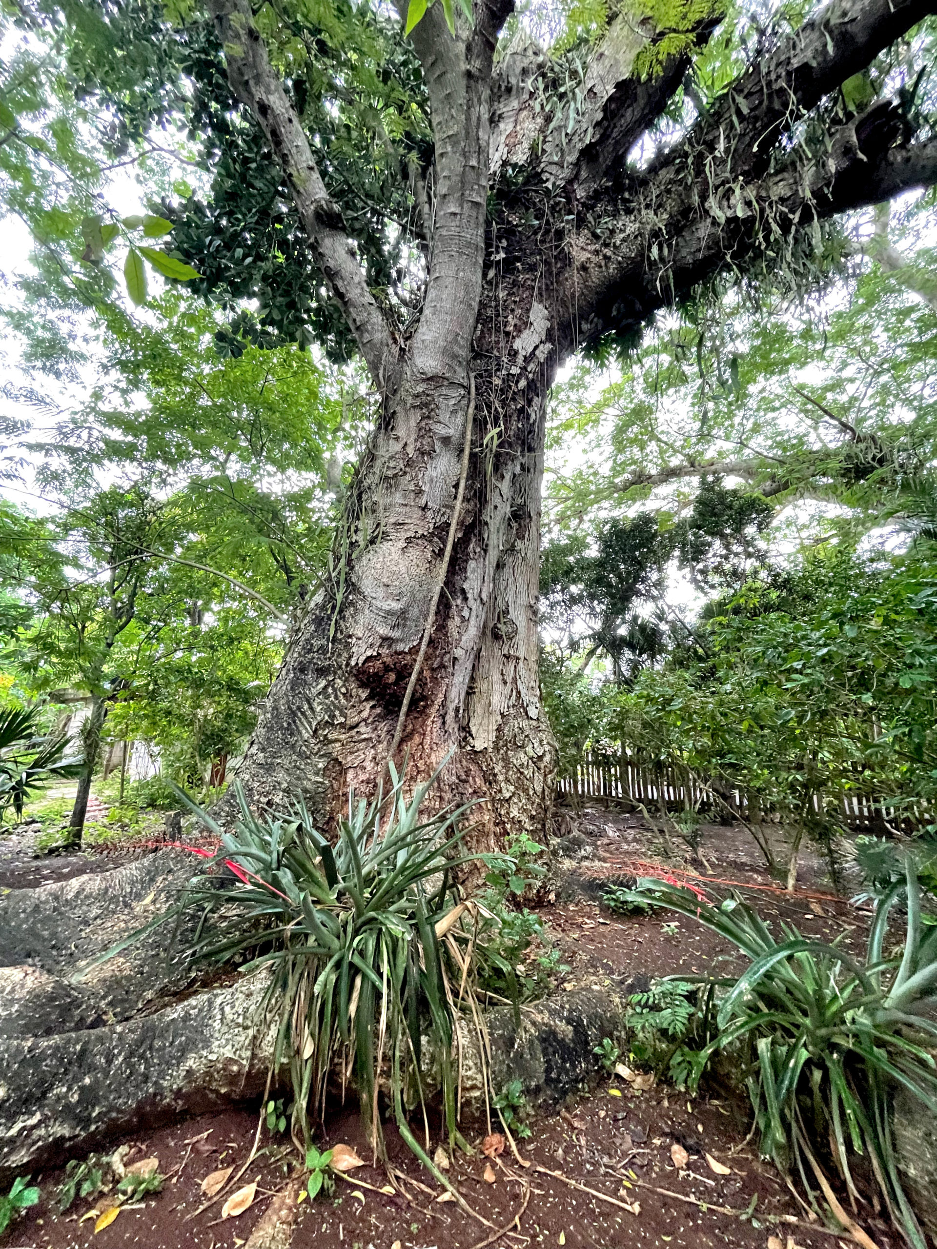 Árbol Milenario, Solferino, Mexico - A Nation of Moms