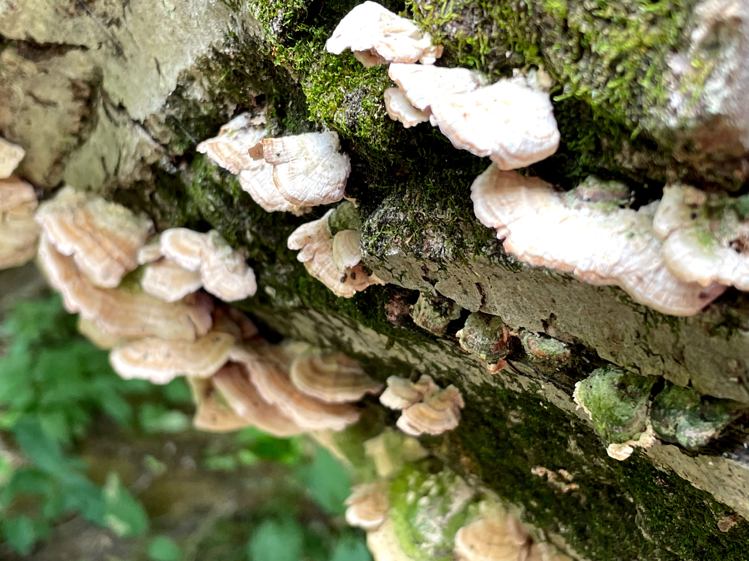 The Ultimate Guide to Foraging with Best Practices and Essential Tools ...