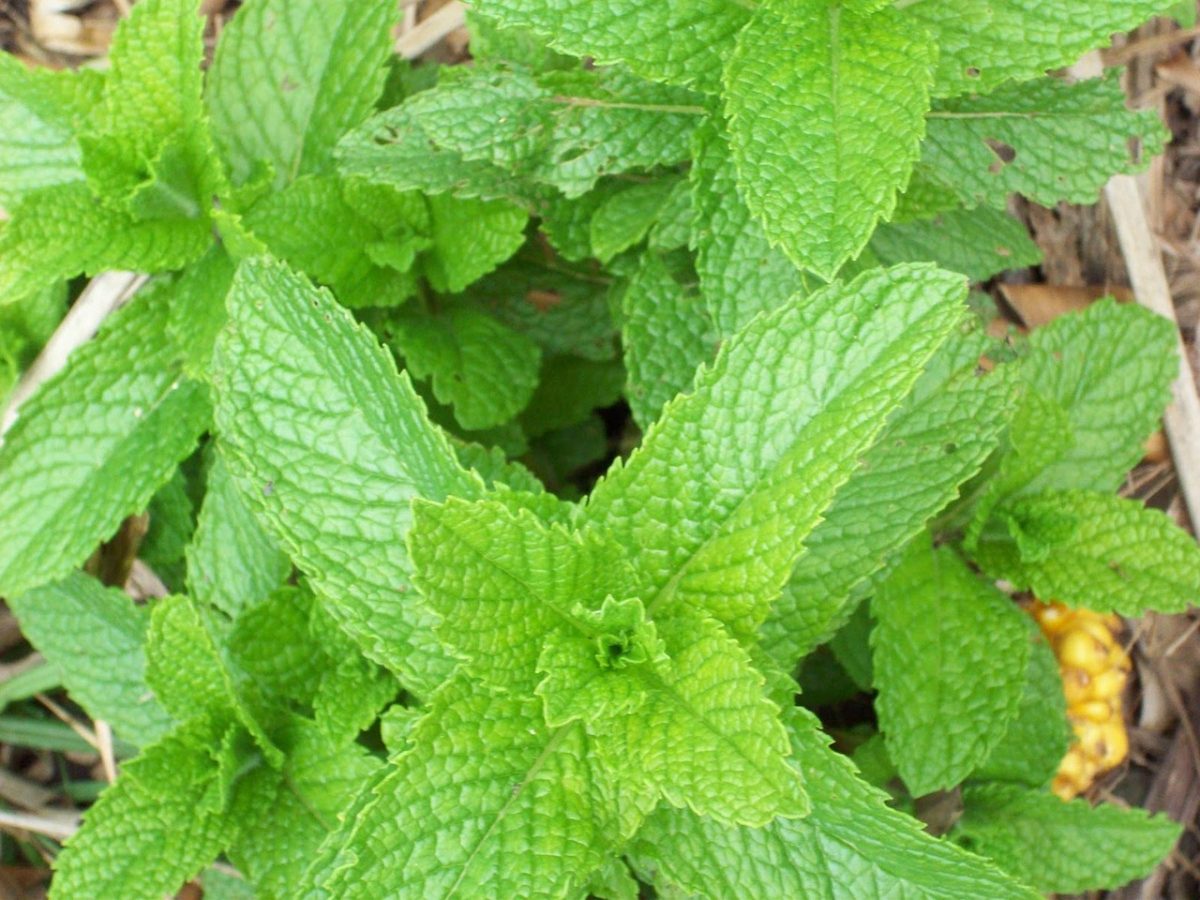 Tomato Mint Bites - A Nation of Moms