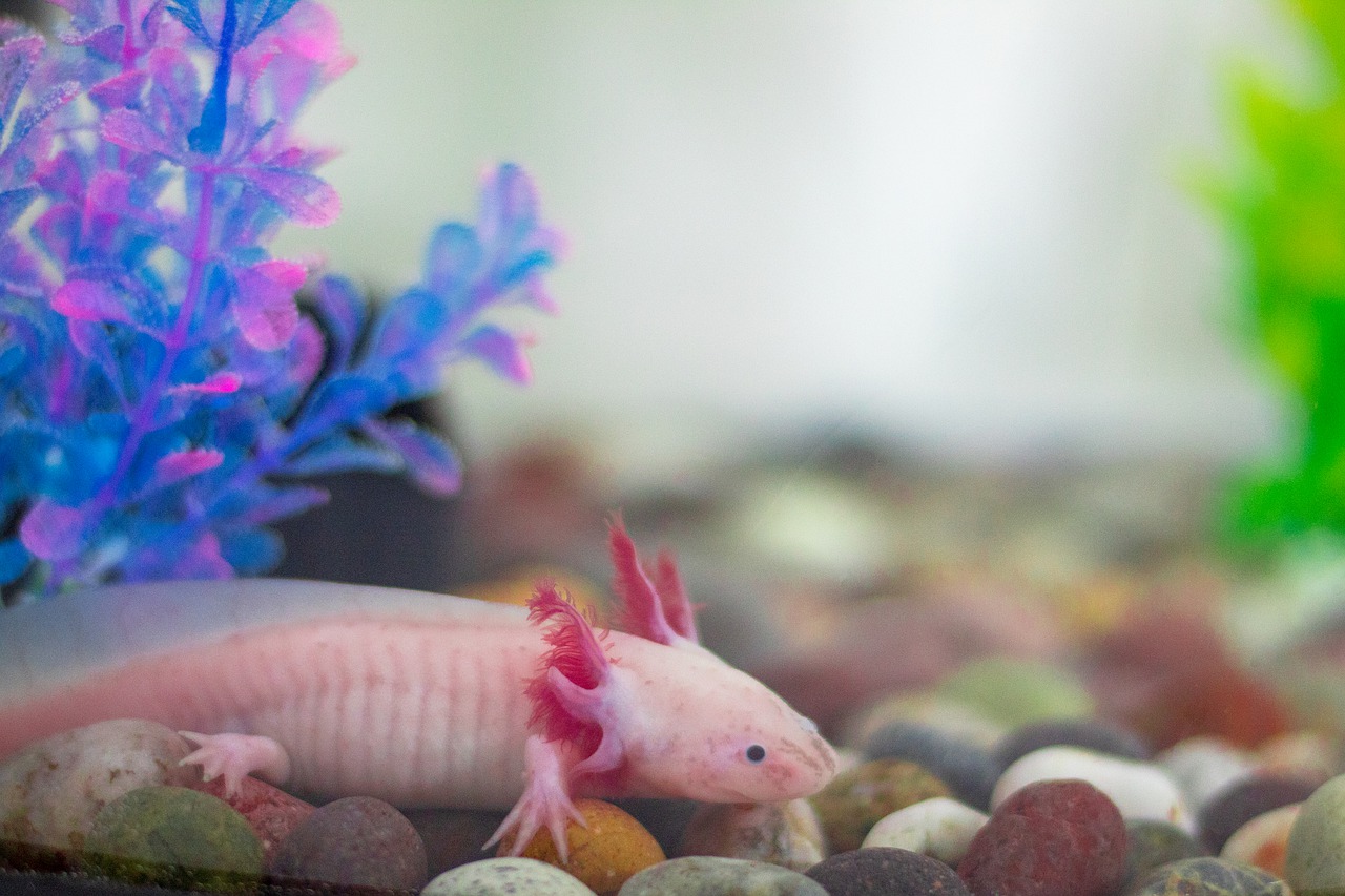 How to Care for Your Baby Axolotl - A Nation of Moms