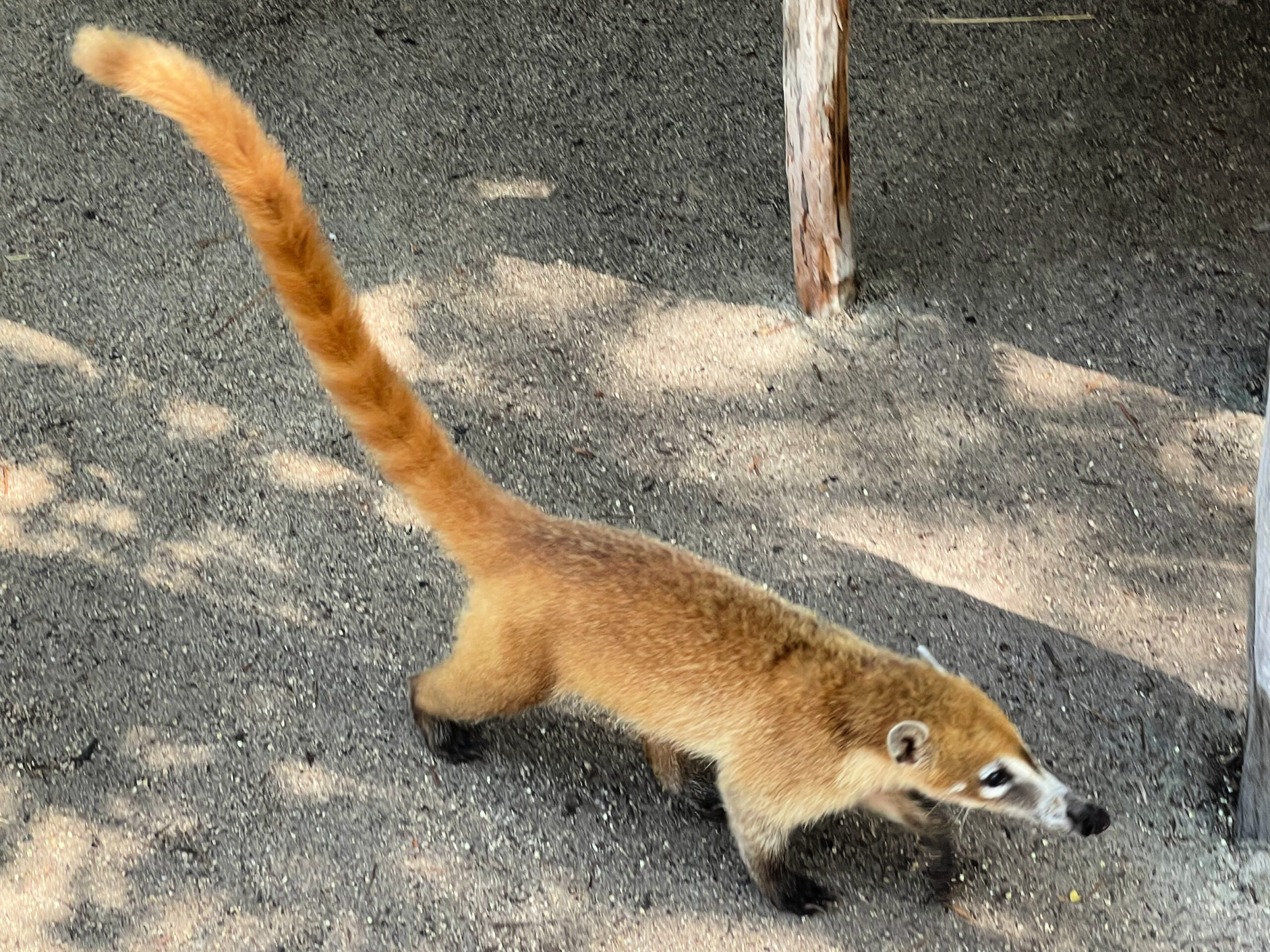 Reserva Ecológica El Corchito (Raccoon Reserve) Progreso, Mexico - A ...
