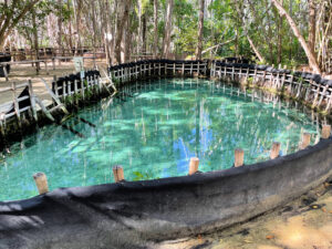 Reserva Ecológica El Corchito (Raccoon Reserve) Progreso, Mexico - A ...