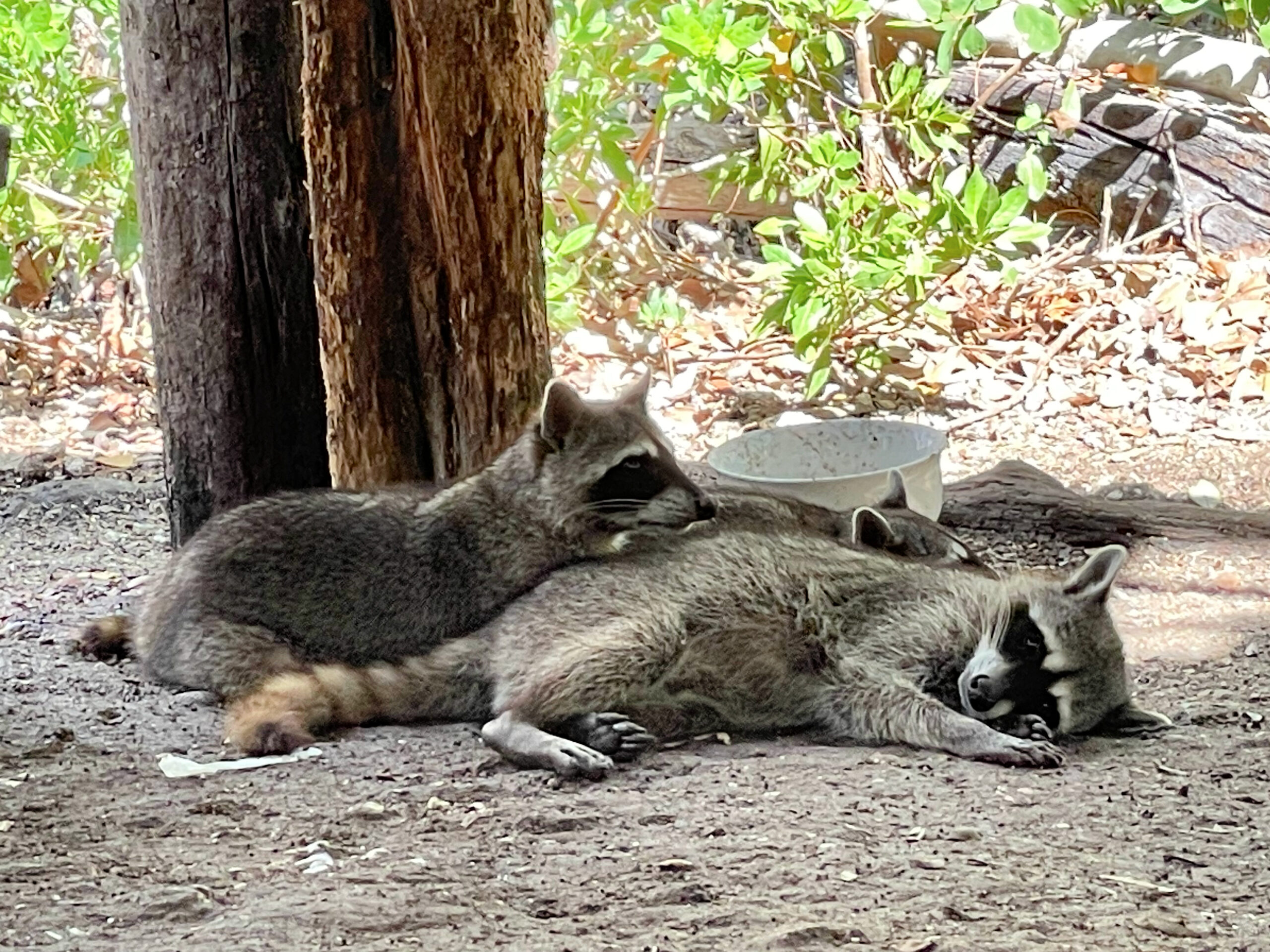Reserva Ecológica El Corchito (Raccoon Reserve) Progreso, Mexico - A ...