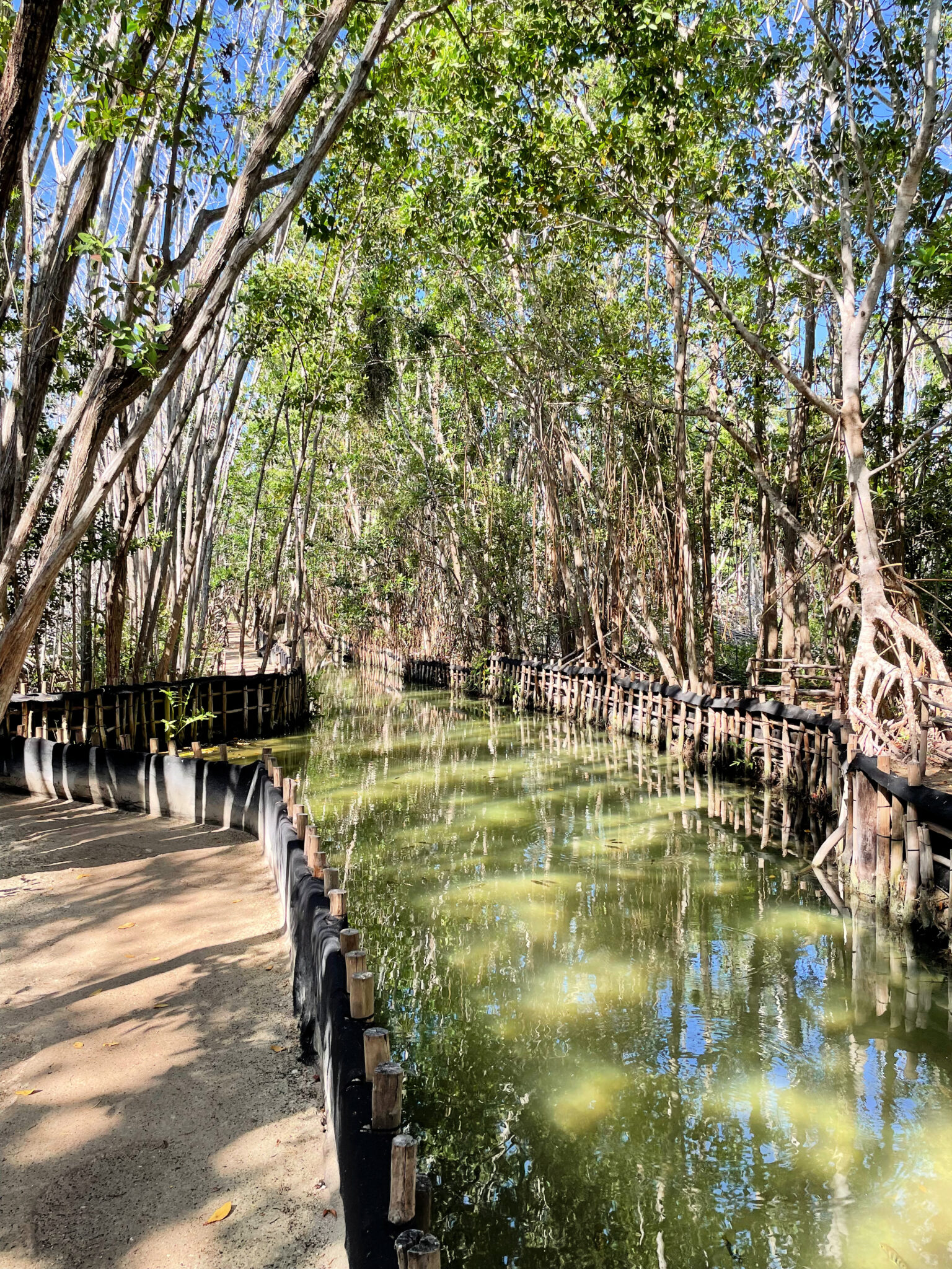 Reserva Ecológica El Corchito (Raccoon Reserve) Progreso, Mexico - A ...