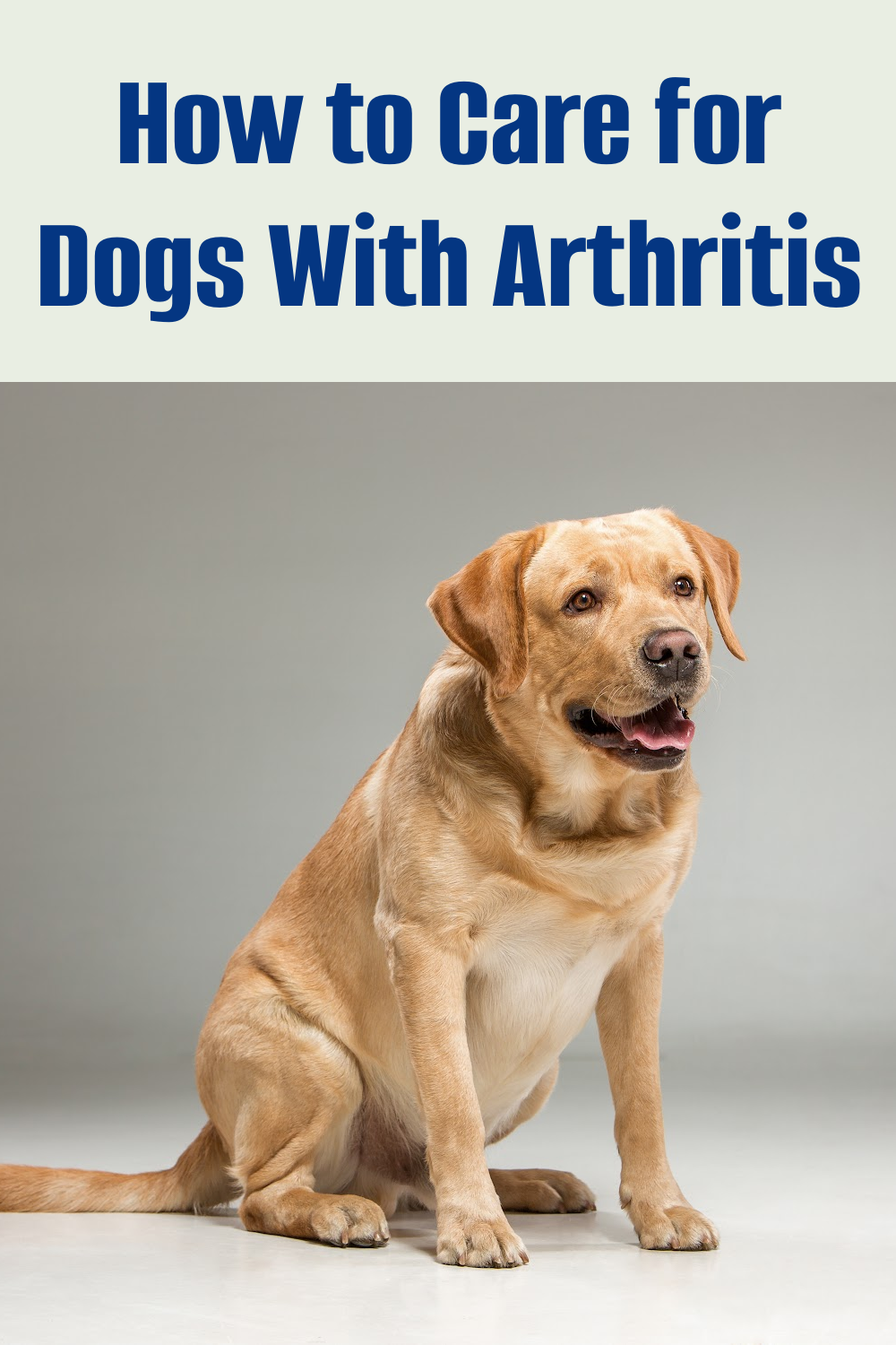 How to Care for Dogs With Arthritis - A Nation of Moms