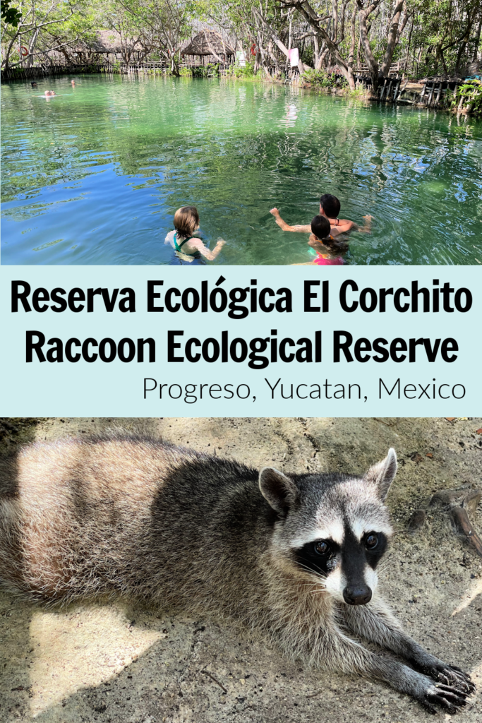 Reserva Ecológica El Corchito (Raccoon Reserve) Progreso, Mexico - A ...