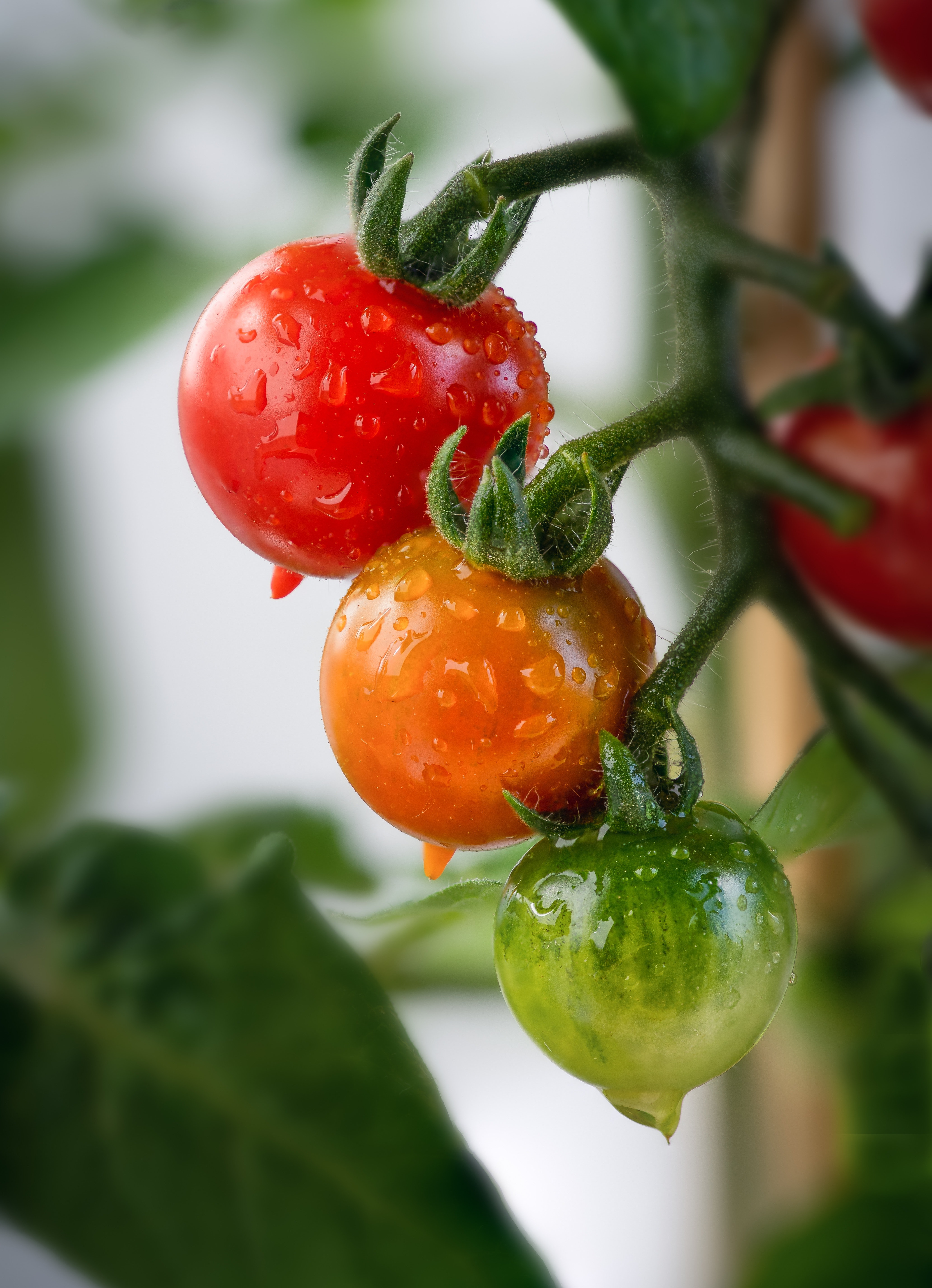 How to Extend Your Tomato Growing Season - A Nation of Moms