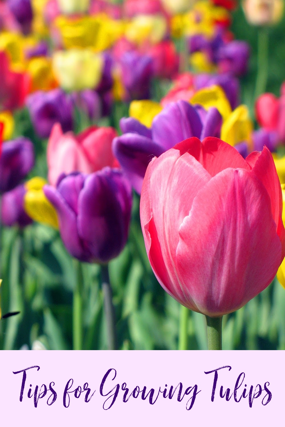 How to Care for Tulips - A Nation of Moms