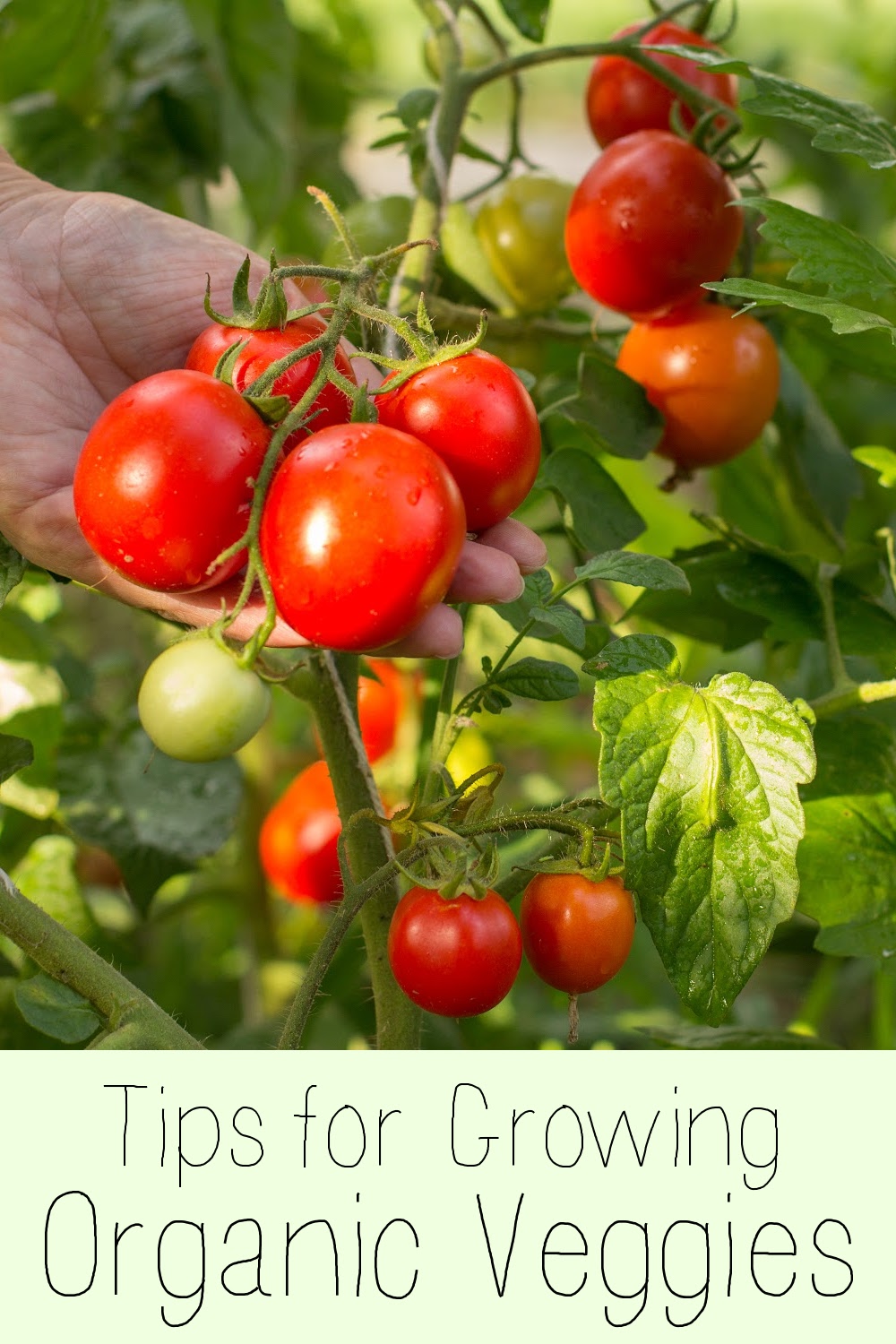 How to Grow Your Own Organic Veggies - A Nation of Moms