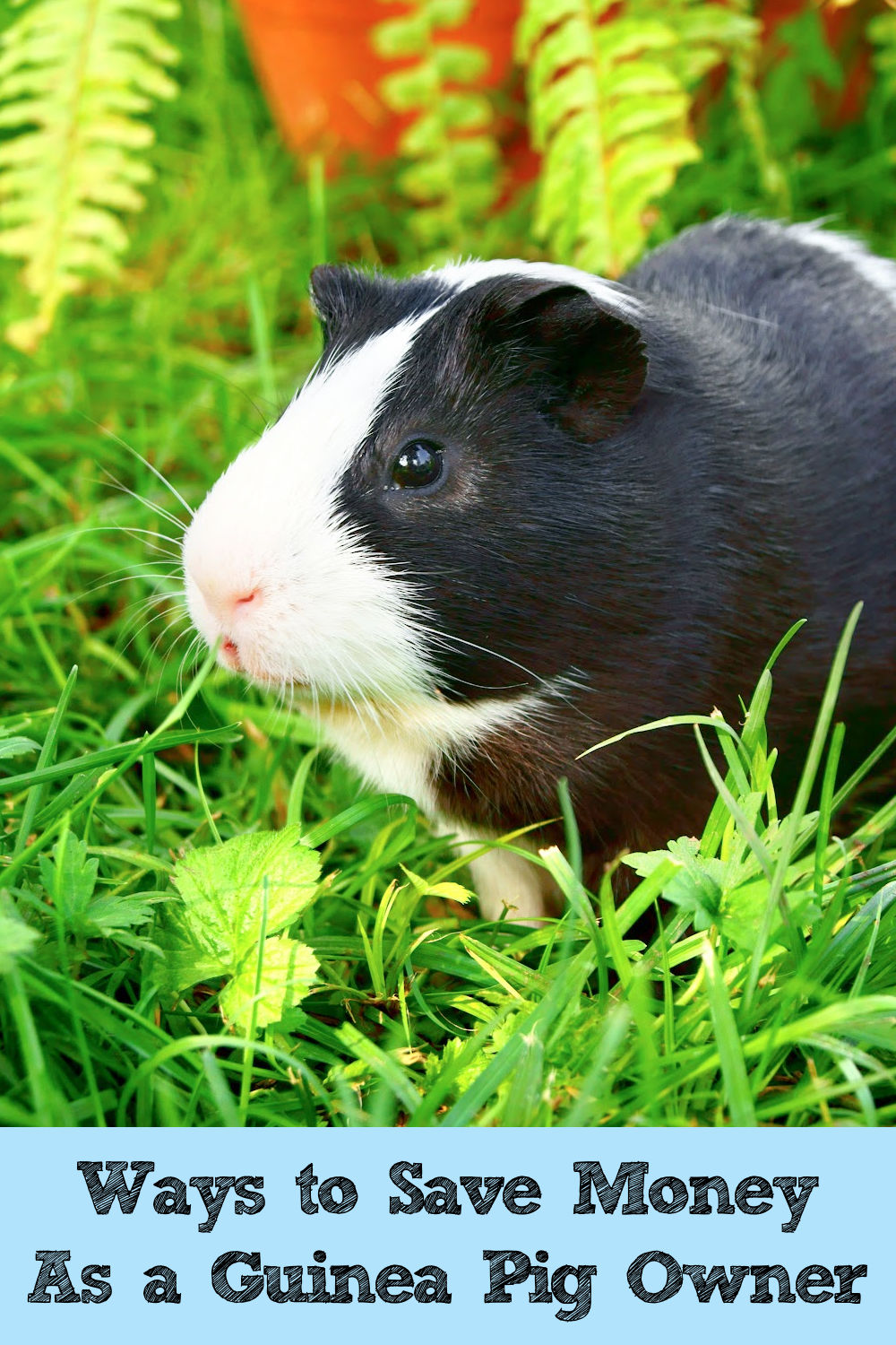 Ways to Save Money As a Guinea Pig Owner - A Nation of Moms
