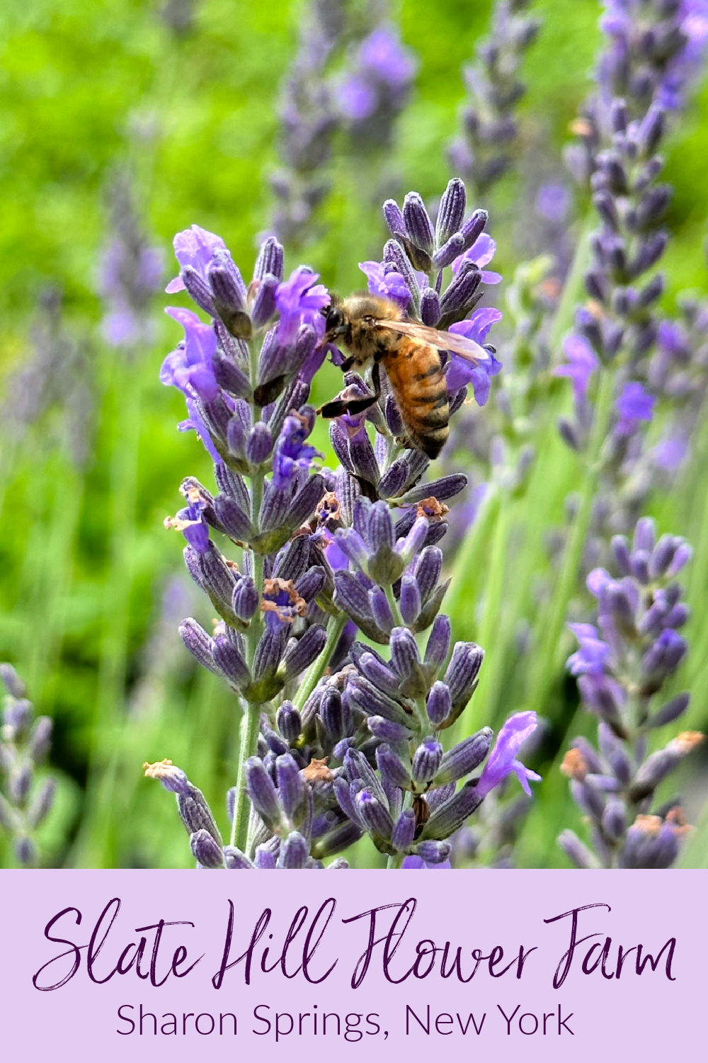 Slate Hill Flower Farm Lavender Picking, Sharon Springs, NY - A Nation ...