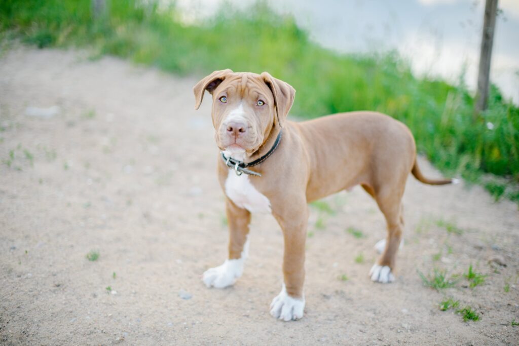 Why High Top Dog Boots Are the Ultimate Paw Protection for Your Pup - A ...