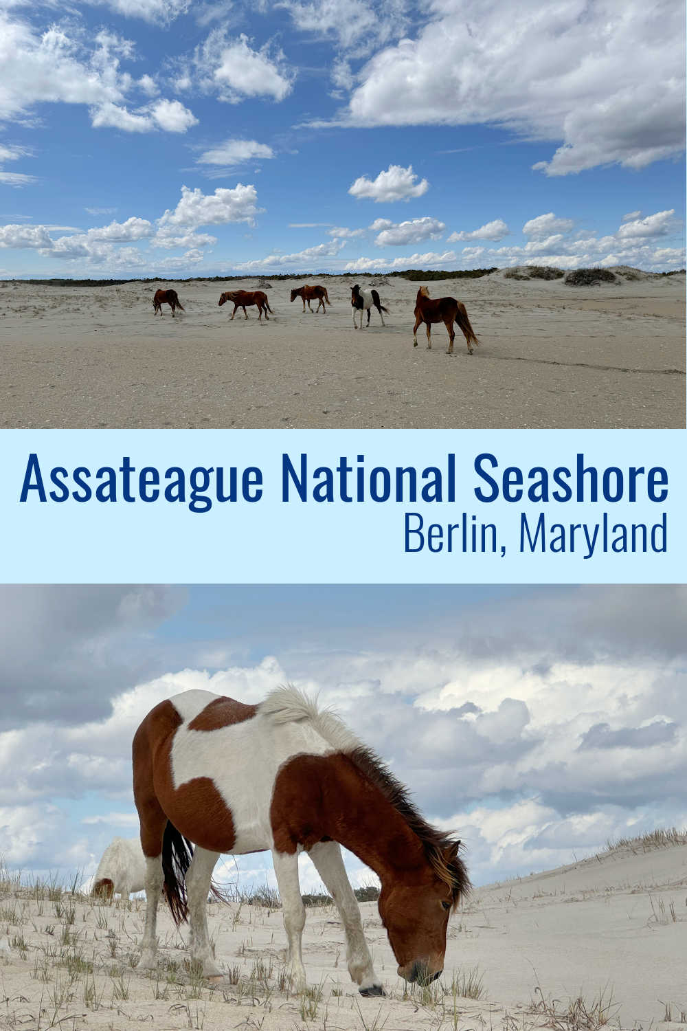 Assateague National Seashore, Maryland - A Nation of Moms