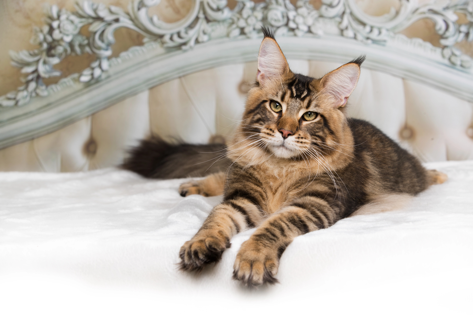 Maine Coon House Cat vs Regular Cat: Differences in Size, Weight, and ...