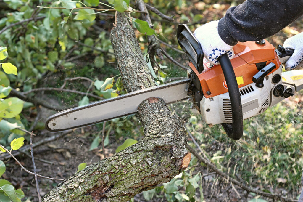 How Proactive Tree Care Boosts Safety and Curb Appeal in Skagit County ...