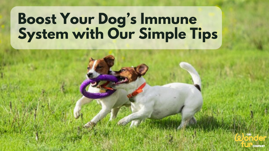 Is Your Dog’s Immune System a Little Wobbly? Let’s Fix That! - A Nation ...